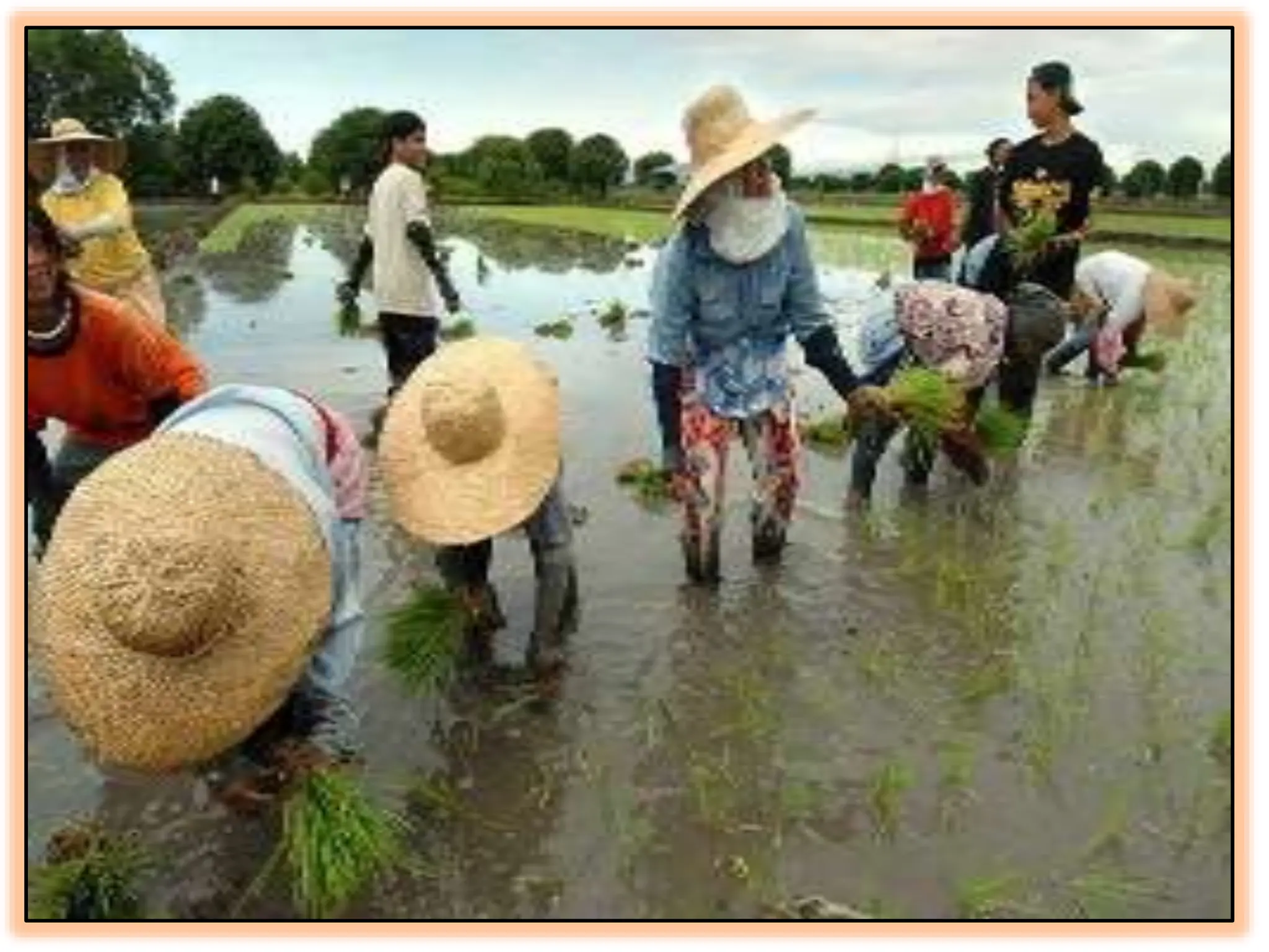 Araling Panlipunan Baitang Apat COT IMS | PPT