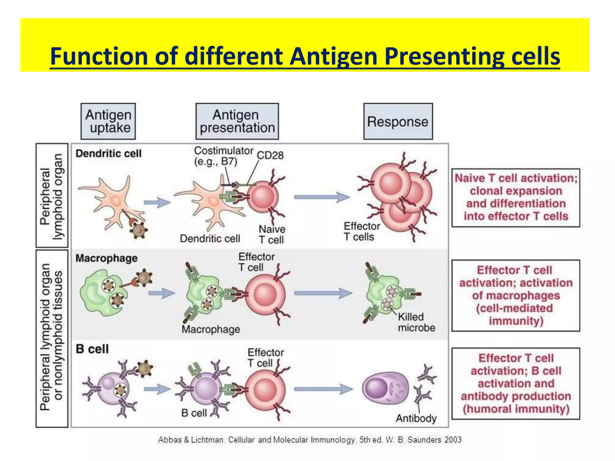 Antigen Presenting cells(APCs) | PPTX