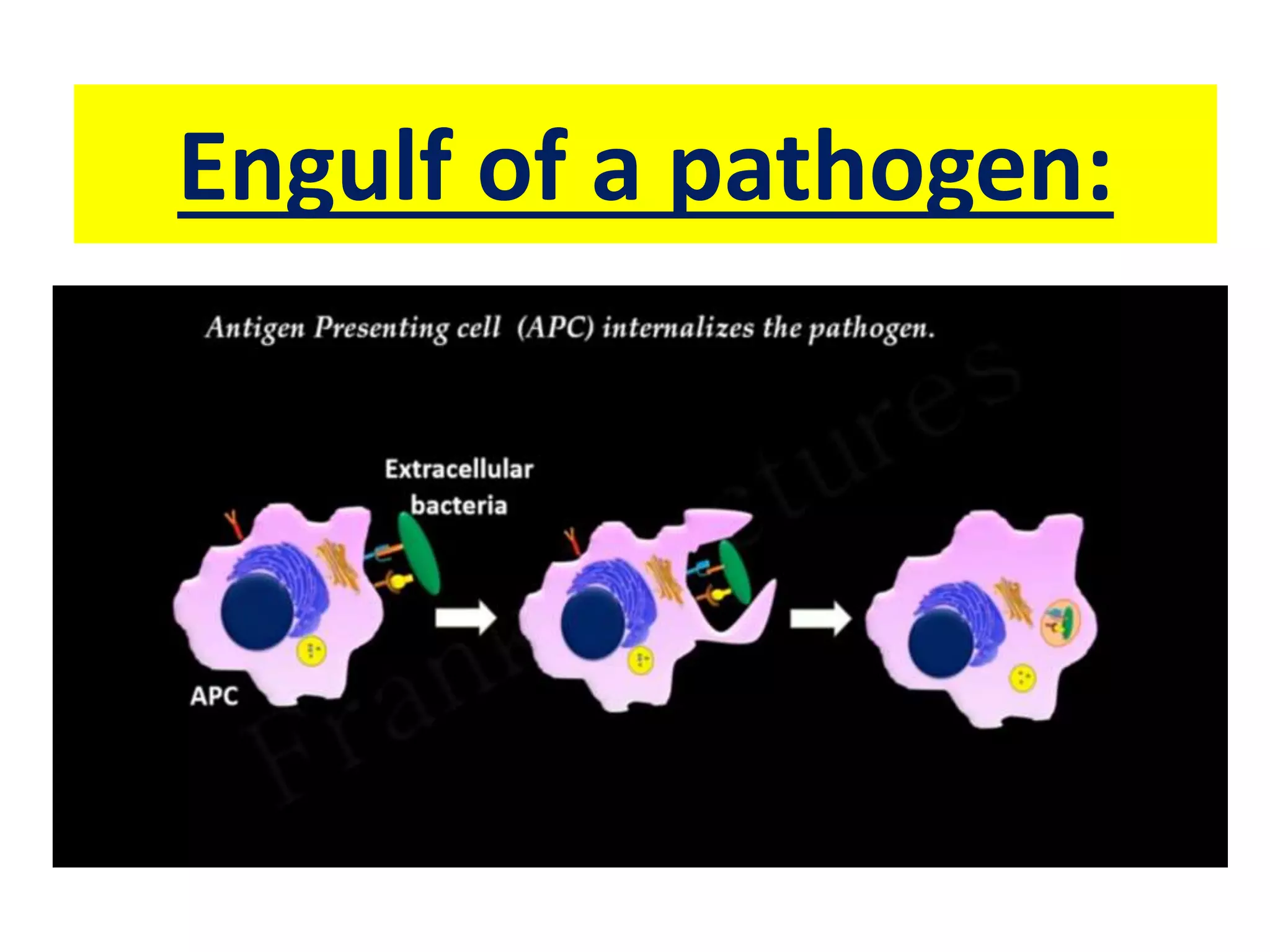 Antigen Presenting cells(APCs) | PPTX