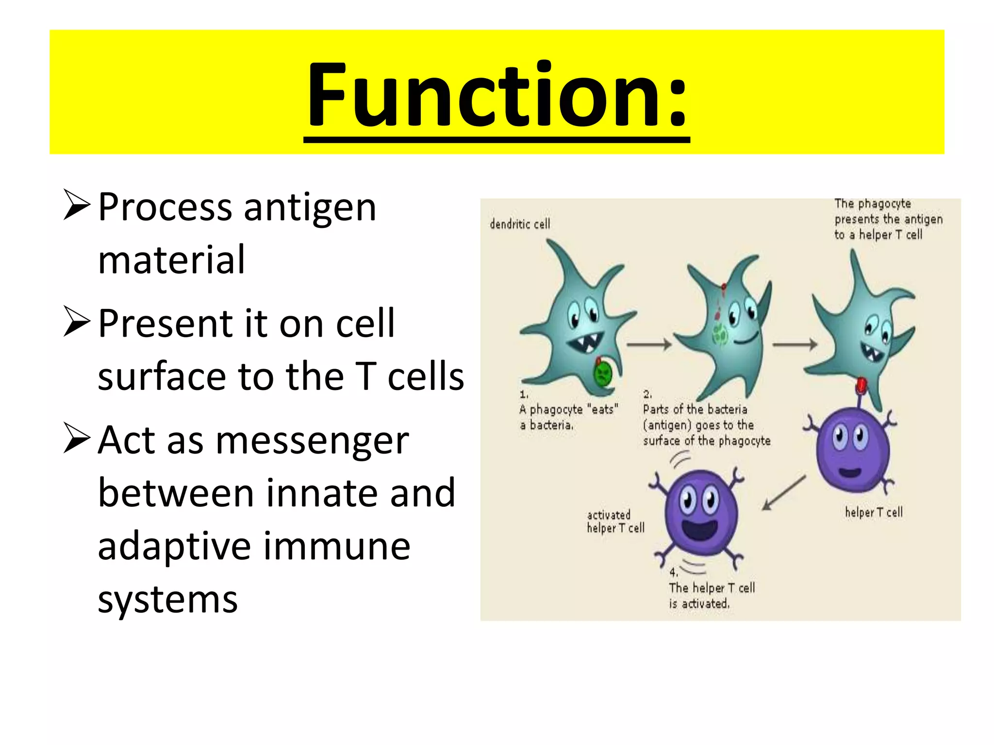 Antigen Presenting cells(APCs) | PPTX