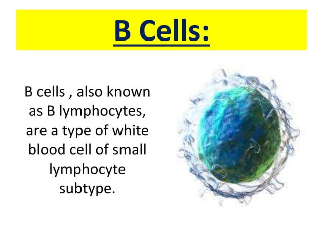 Antigen Presenting cells(APCs) | PPTX | Chemistry | Science