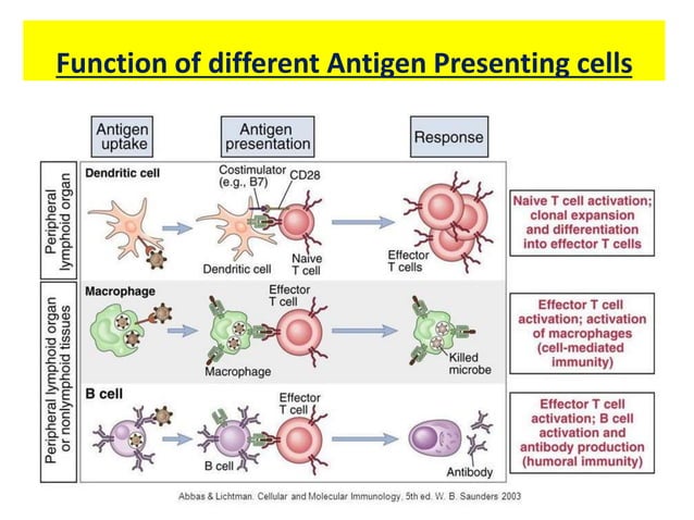 Antigen Presenting cells(APCs) | PPTX | Chemistry | Science