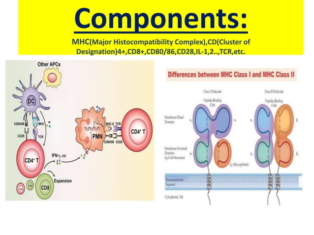 Antigen Presenting cells(APCs) | PPTX | Chemistry | Science