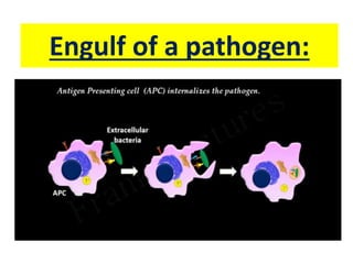 Antigen Presenting cells(APCs) | PPTX