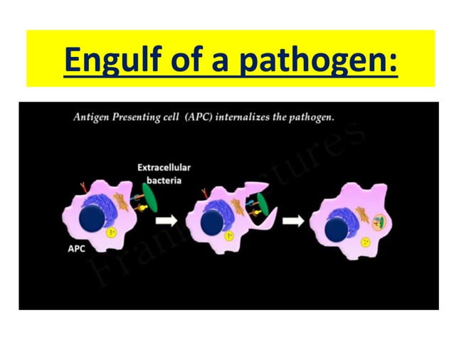 Antigen Presenting cells(APCs) | PPTX | Chemistry | Science