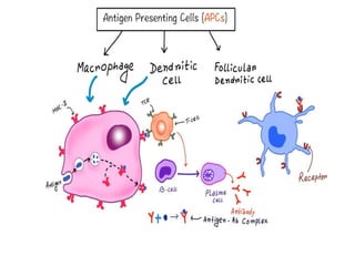Antigen Presenting cells(APCs) | PPTX