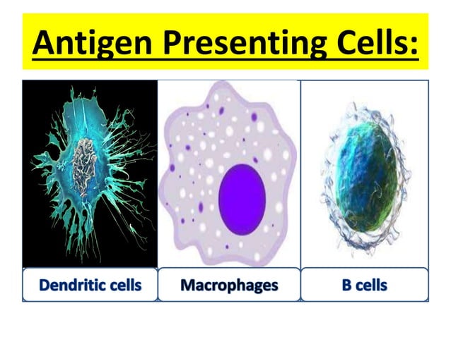 Antigen Presenting cells(APCs) | PPTX | Chemistry | Science