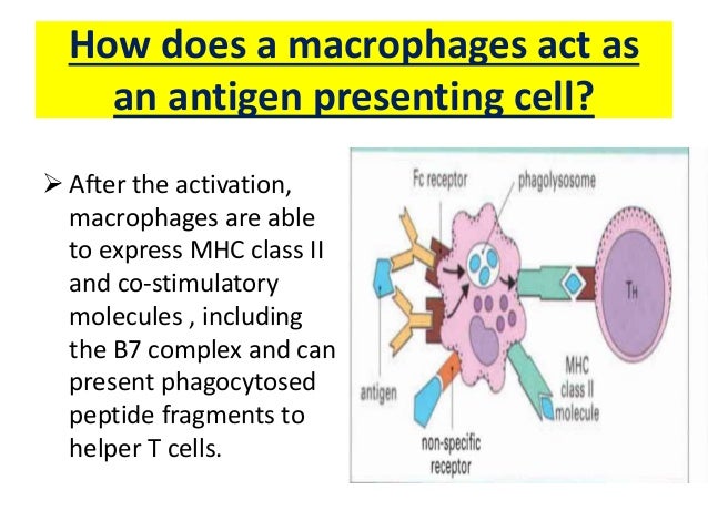 Antigen Presenting cells(APCs)
