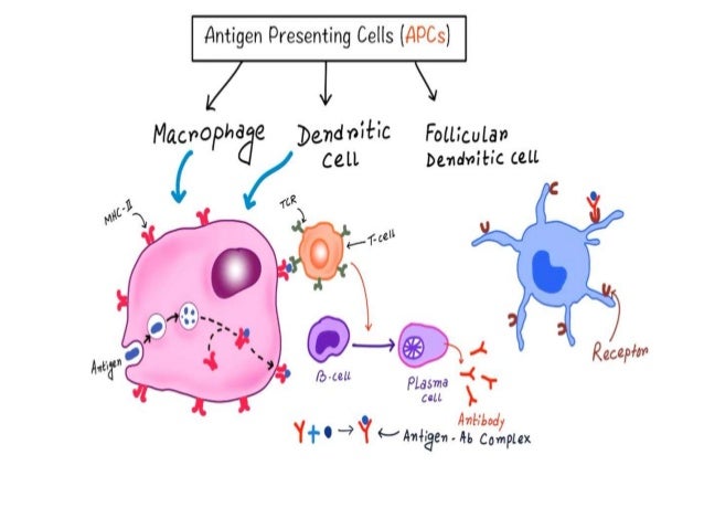 Antigen Presenting cells(APCs)
