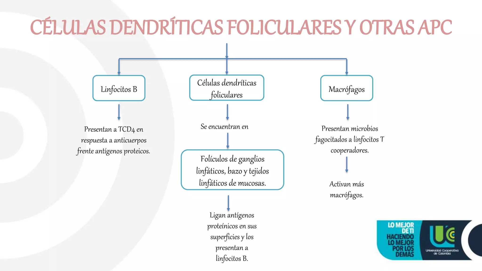 MADURACIÓN DE FAGOCITOS MONONUCLEARES Y CÉLULAS PRESENTADORAS DE ...
