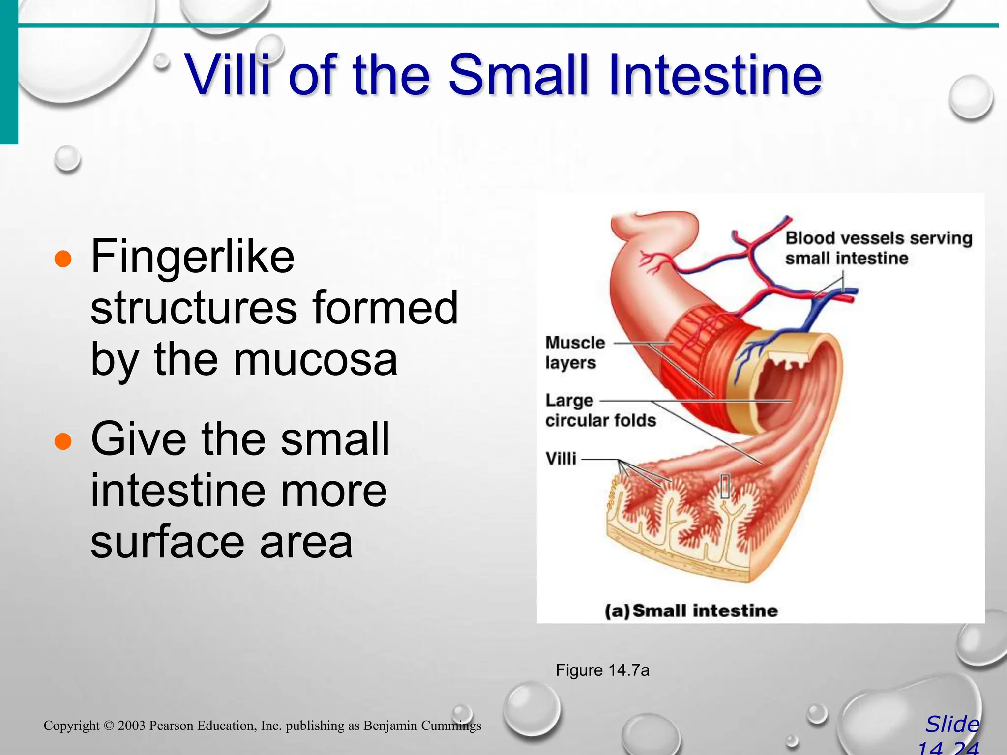 AP DIGESTIVE SYSTEM-1.ppt Alimentary organ | PPT