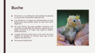Medicina Veterinaria y Zootecnia | PPTX