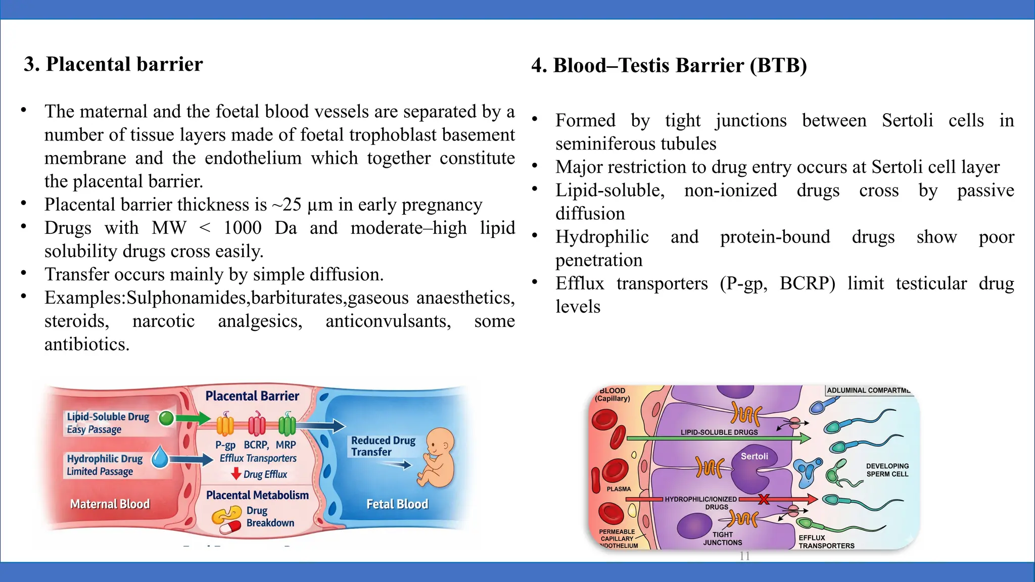 Drug Distribution Explained | Pharmacokinetics, Barriers, Vd ...