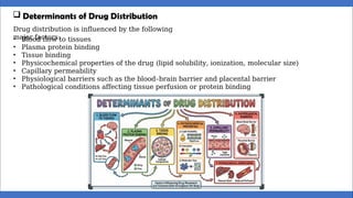 Drug Distribution Explained | Pharmacokinetics, Barriers, Vd ...