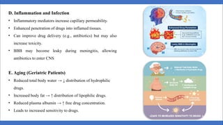 Drug Distribution Explained | Pharmacokinetics, Barriers, Vd ...