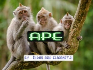 Ape | PPT