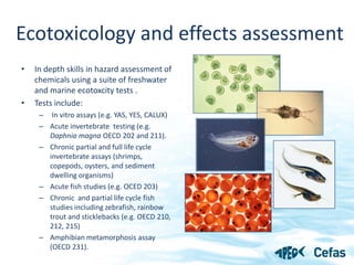 Chemical Risk Assessment - APEG | PDF