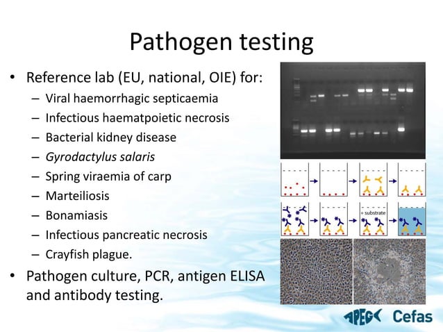 Pathogen Management Modelling - APEG | PDF | Infectious Diseases ...