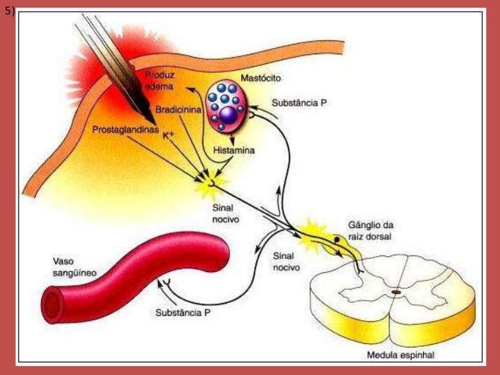 A pele é o sentido do tato