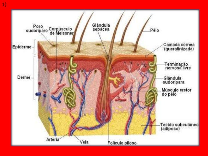A pele é o sentido do tato