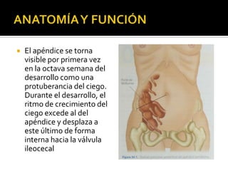 Diapositiva Del Apéndice