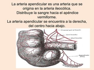 APENDICEPTOMIA | PPTX