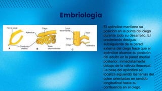 APENDICITIS AGUDA ROTACION DE CIRUGIA UCATECI | PPTX