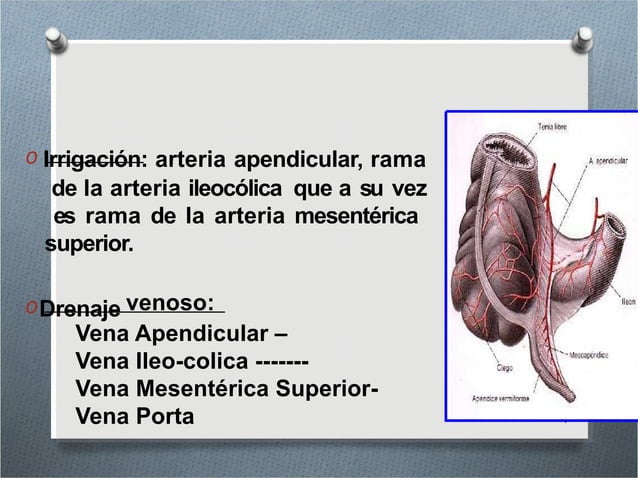 apendicitis aguda y sus fases en la enfermedad del paciente | PPT
