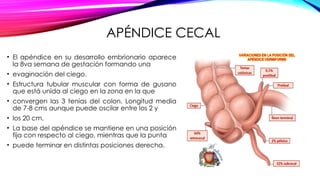 Apendicitis aguda,epidemiologia,definicion,fisiopatologia, | PPTX