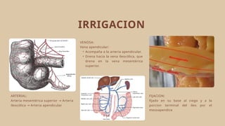 APENDICITIS AGUDA presentacion cirugia.pptx