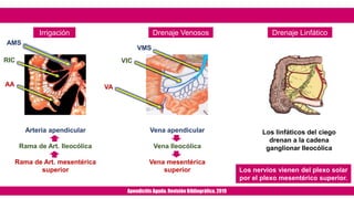 Apendicitis aguda final | PPTX