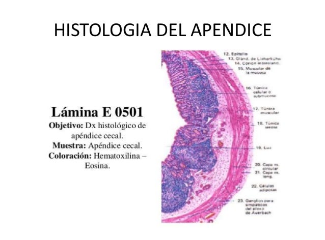 Apendicitis aguda laboratrio