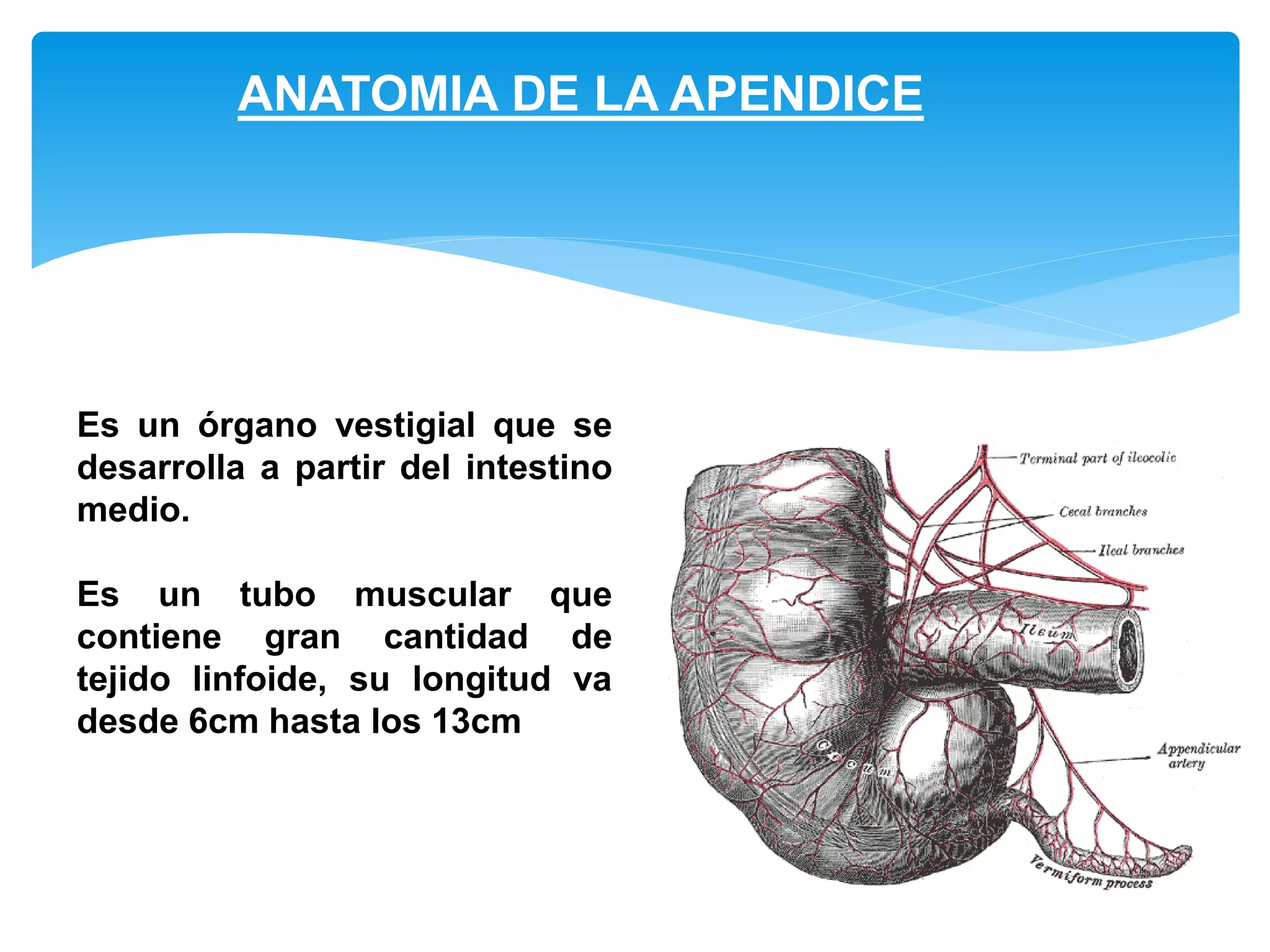 APENDICITIS.pptx