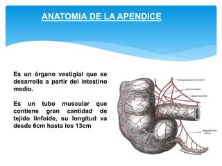APENDICITIS.pptx
