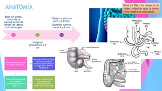 APENDICITIS CIRUGIA GENERAL HEE. IMO.pptx