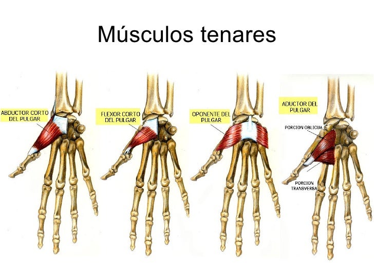 Apendicular superior