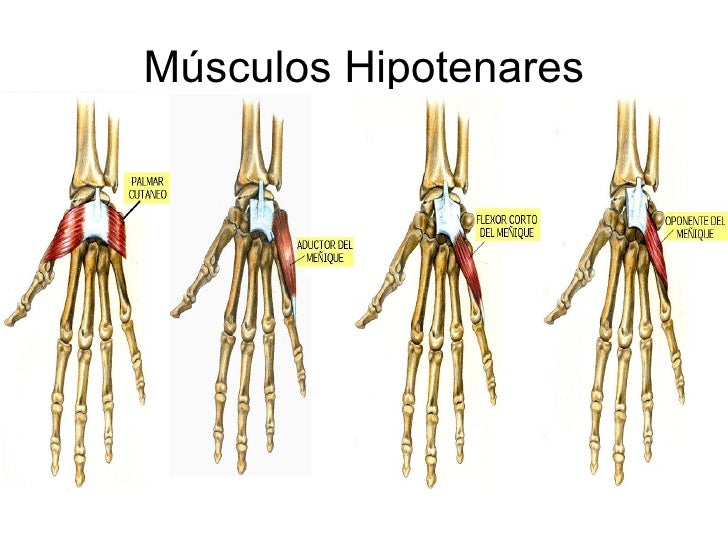 Apendicular superior