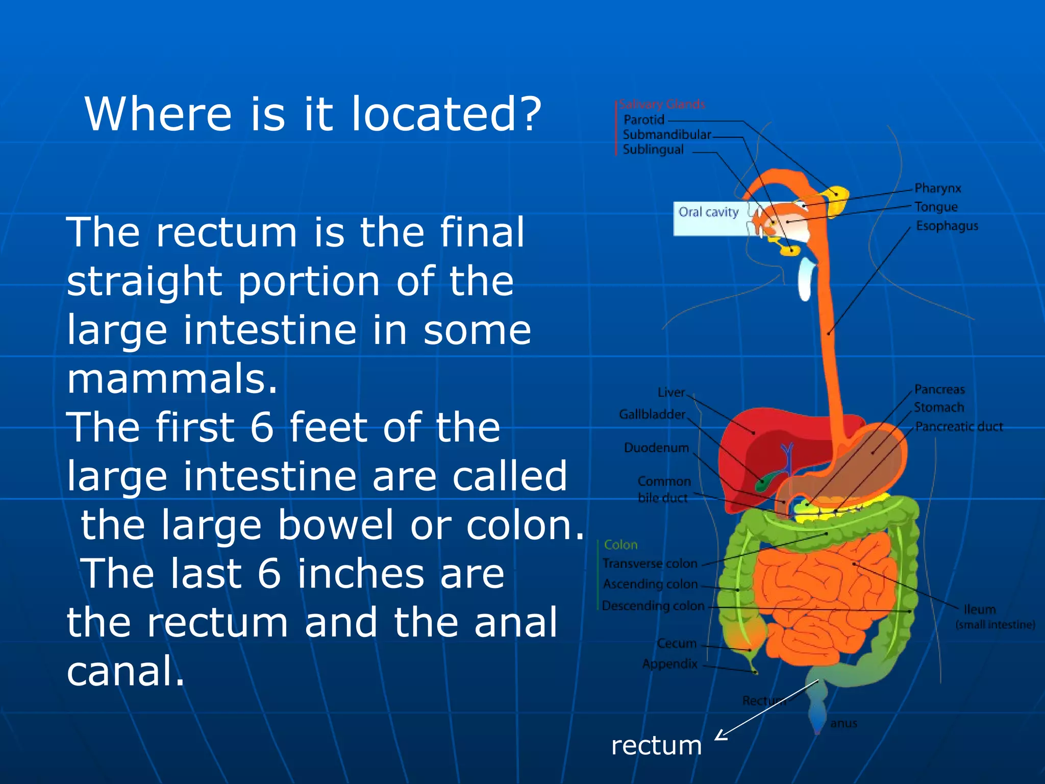 Apendix, Rectum, Anus | PPT