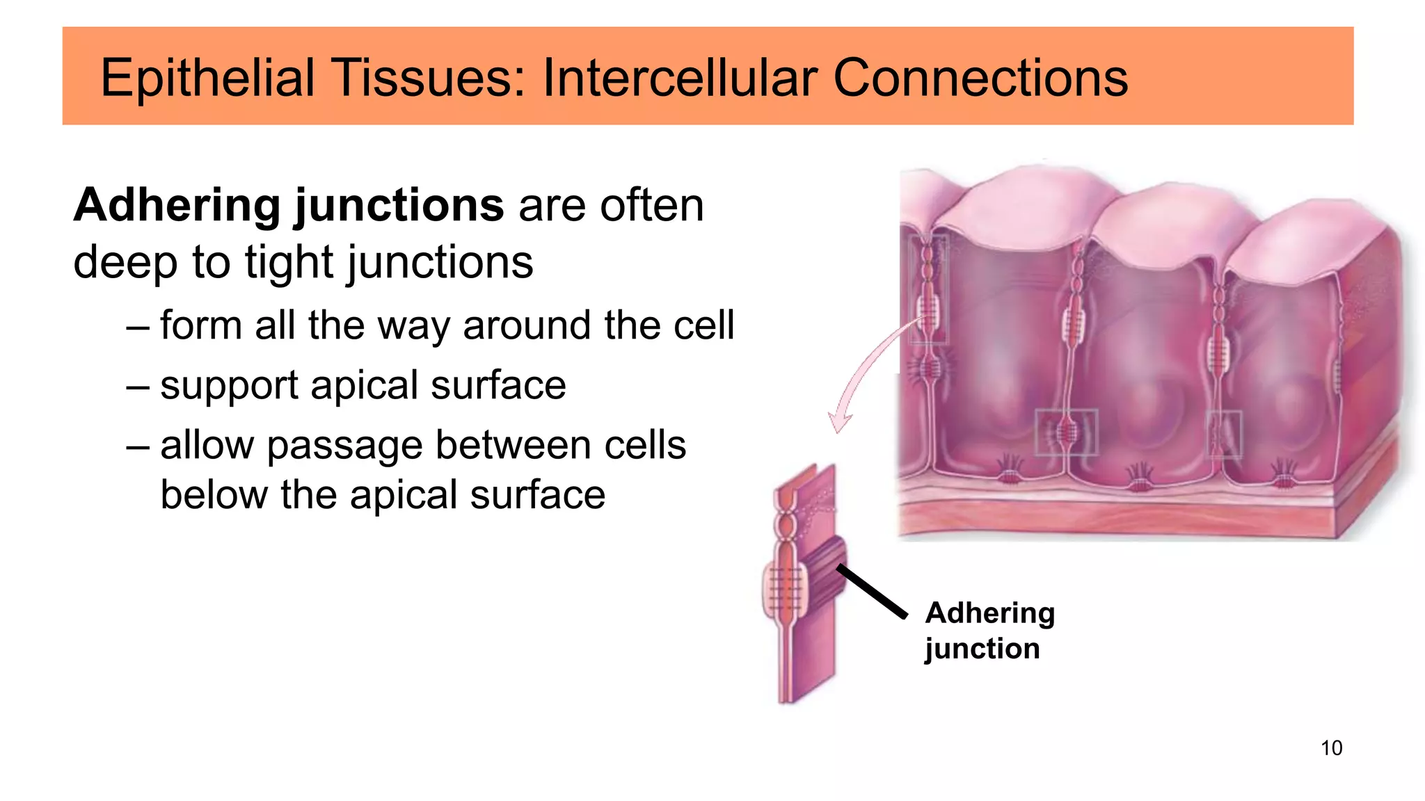 Epithelial Tissue PPT | PPSX