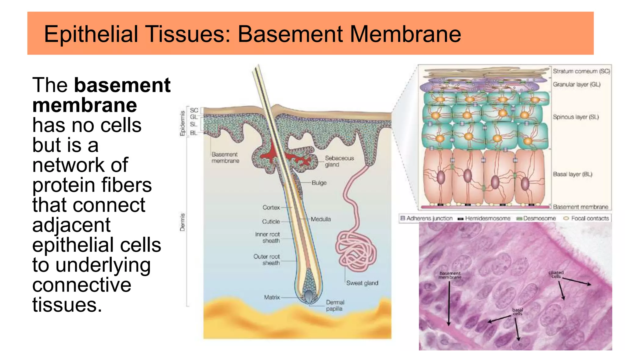 Epithelial Tissue PPT | PPSX