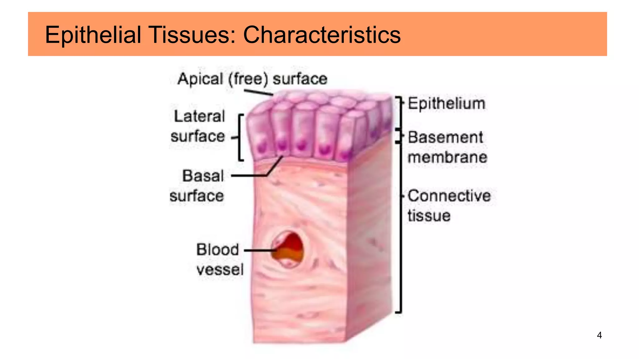 Epithelial Tissue PPT | PPSX