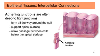 Epithelial Tissue PPT | PPSX