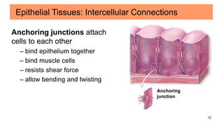 Epithelial Tissue PPT | PPSX