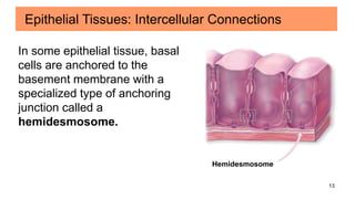 Epithelial Tissue PPT | PPSX