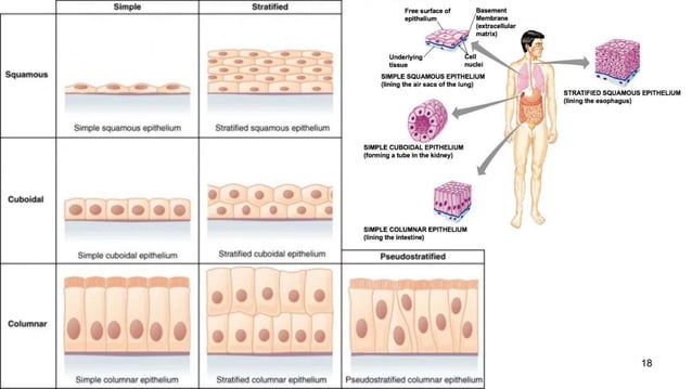Epithelial Tissue PPT | PPSX | Biological Sciences | Science
