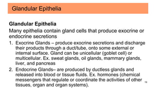 Epithelial Tissue PPT | PPSX
