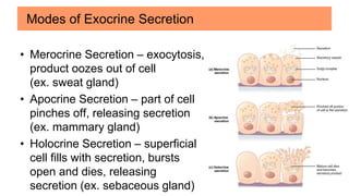 Epithelial Tissue PPT | PPSX