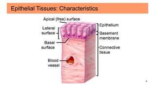 Epithelial Tissue PPT | PPSX