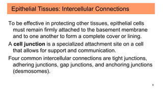 Epithelial Tissue PPT | PPSX