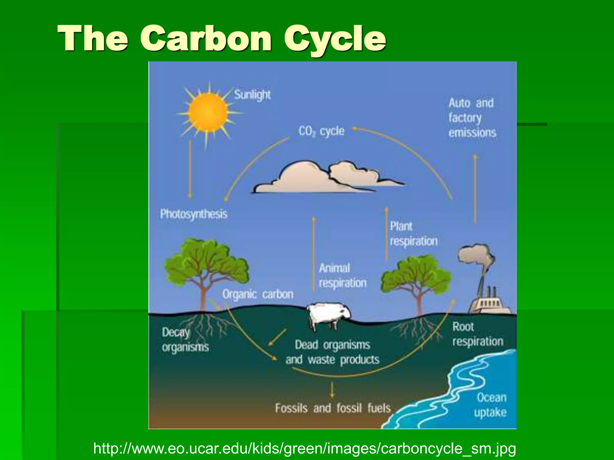 carbon cycle | PPT